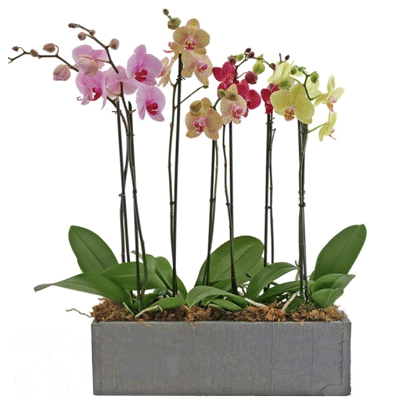 Les Trois Fleurs | Flowers Delivery Lebanon | Weddings Designer ...